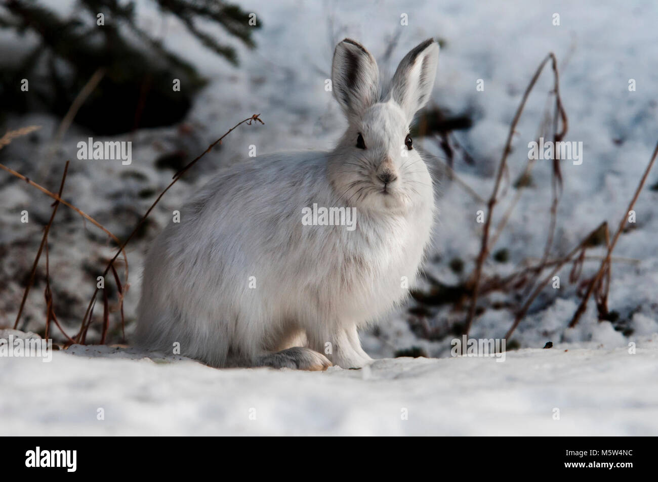 Snowshoe Hares . To help hide from predators, this North American ...