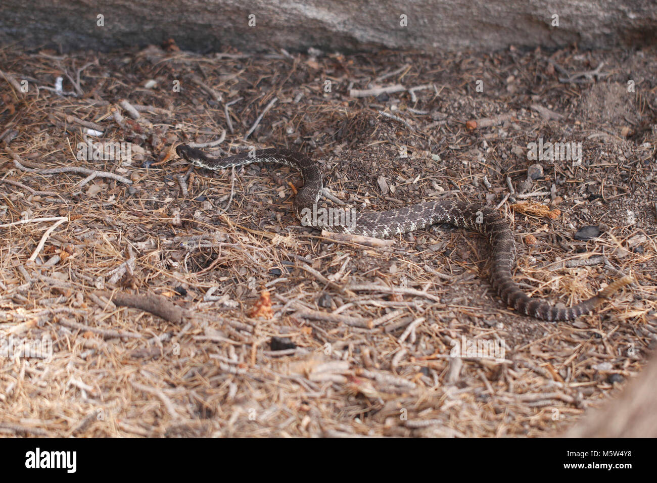 Southern pacific rattlesnake hi-res stock photography and images - Alamy
