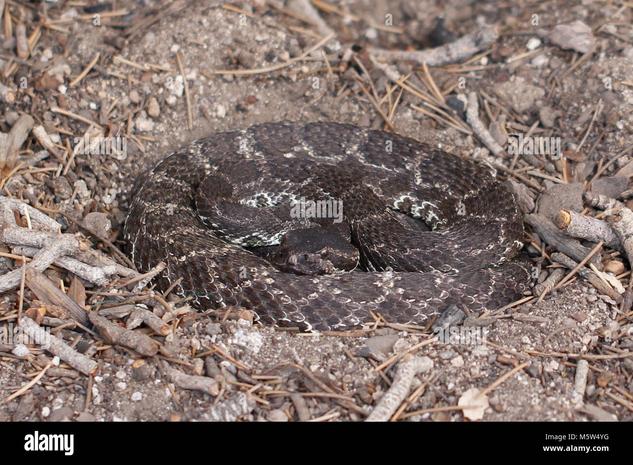 Southern Pacific Rattlesnake (Crotalus oreganus helleri Stock Photo - Alamy