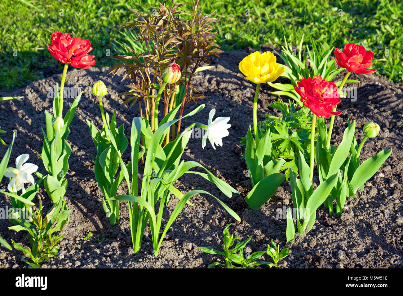 Gardening beautiful spring flowers hi-res stock photography and images ...