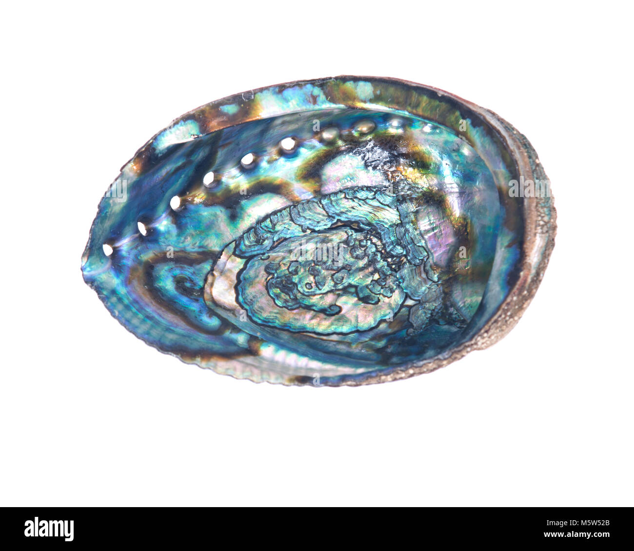 Abalone pattern Cut Out Stock Images & Pictures - Alamy
