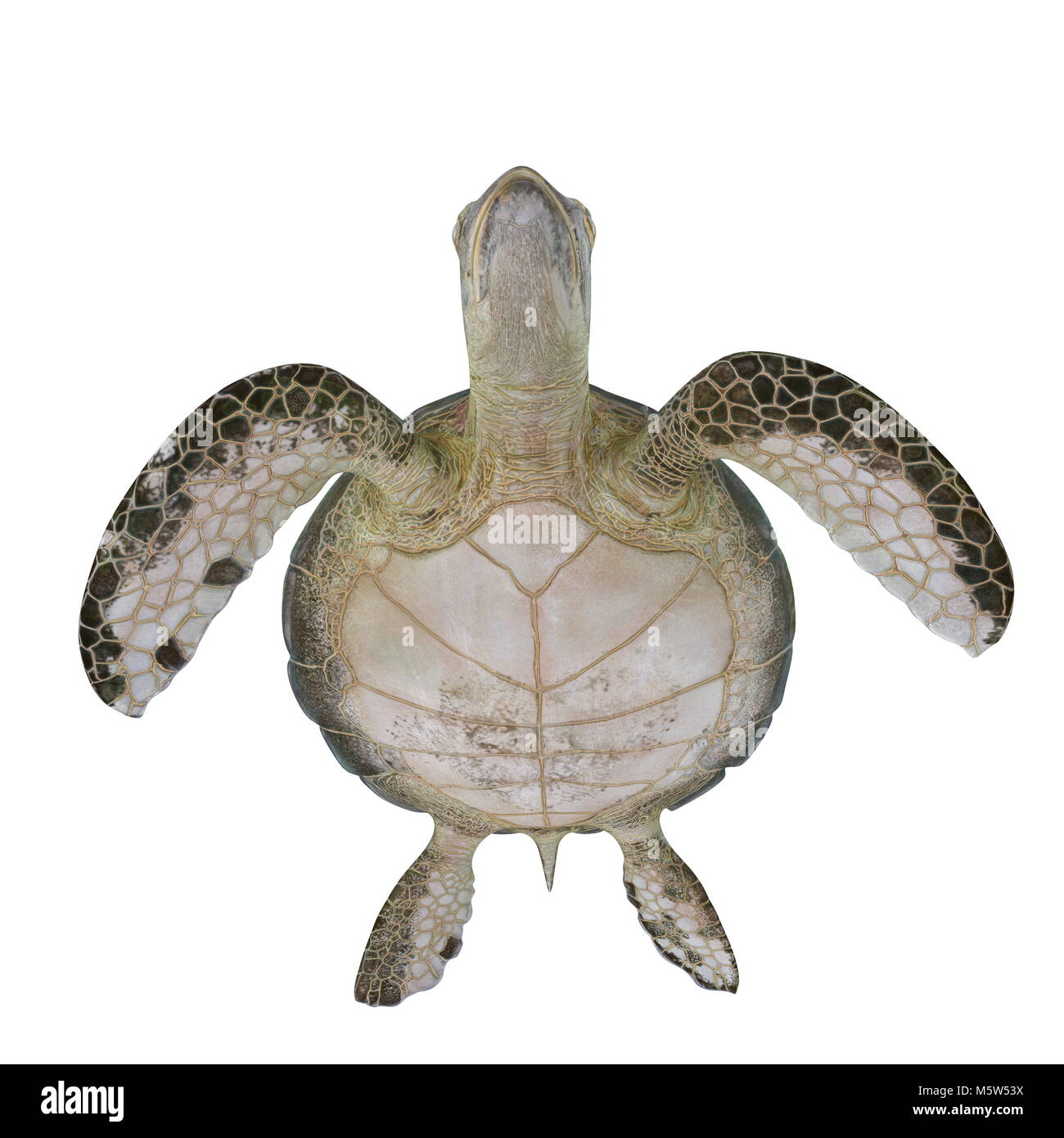 Hawksbill sea turtle Cut Out Stock Images & Pictures - Alamy
