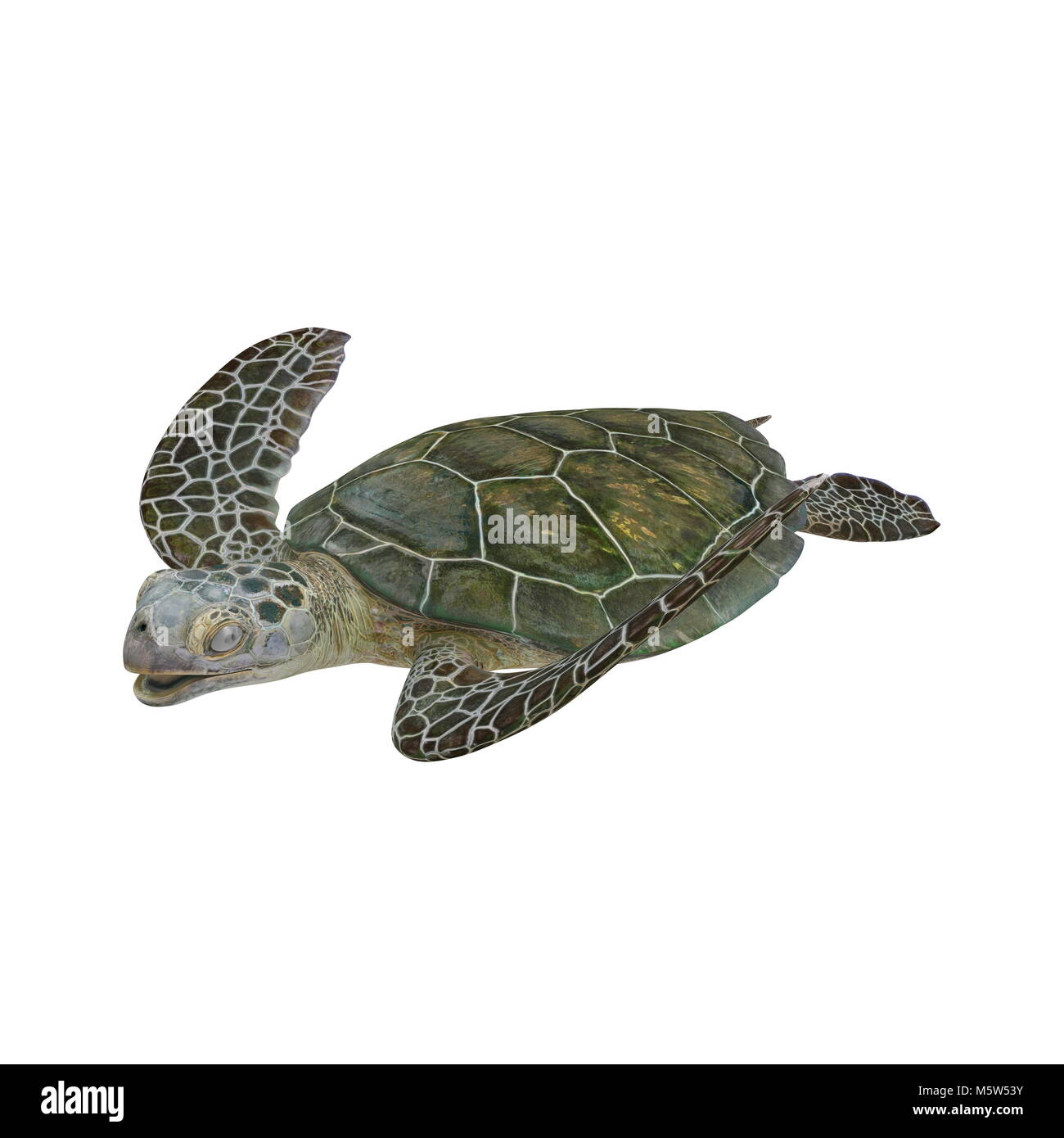 Green Sea Turtle isolated on white. 3D illustration Stock Photo - Alamy