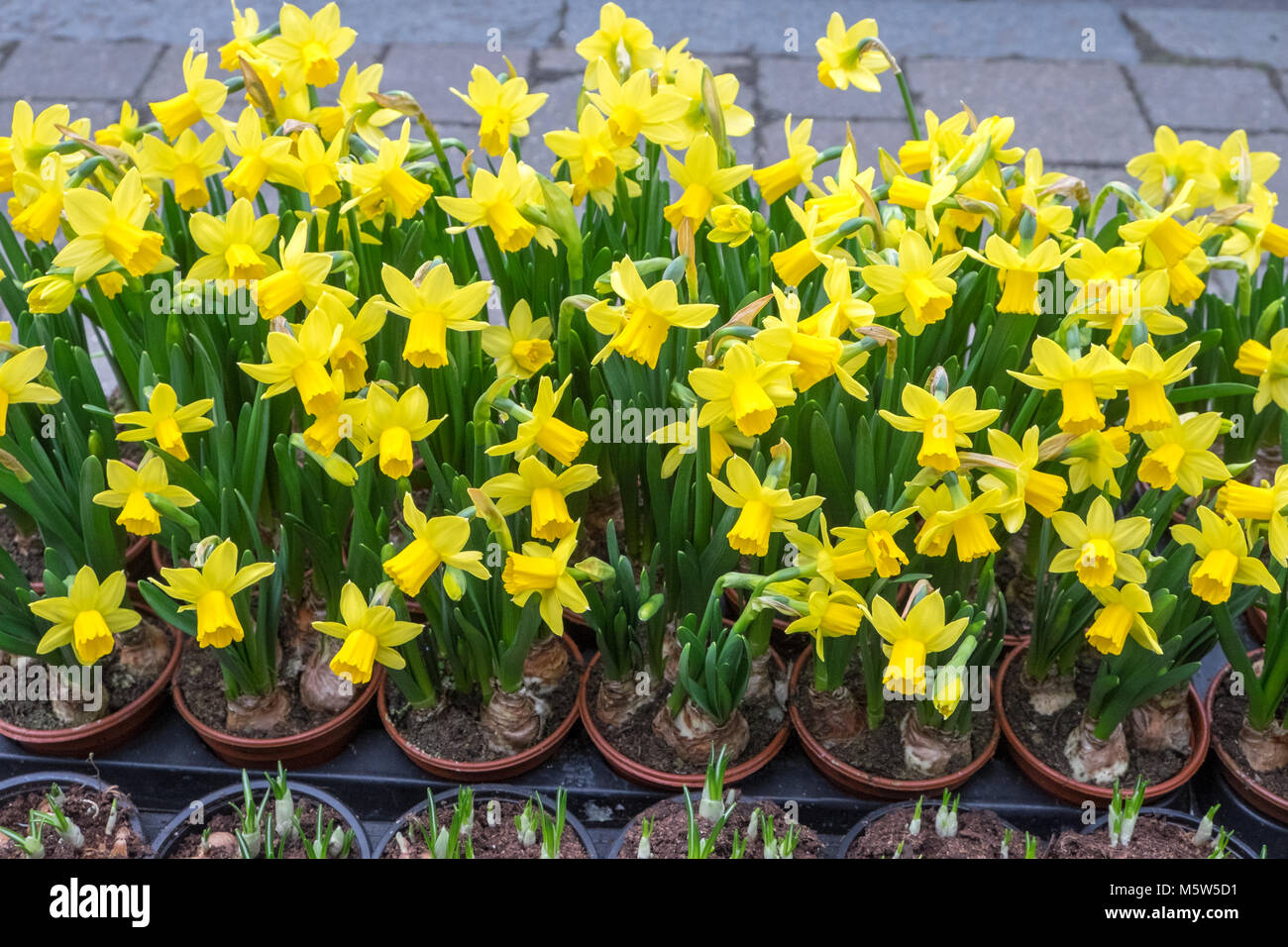 Days,before,Saint,David's,Day,St David's Day,Daffodil,daffodils,plants ...