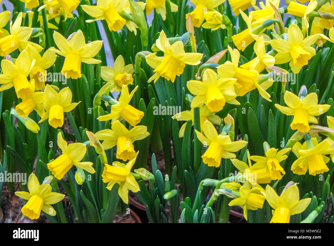 Days,before,Saint,David's,Day,St David's Day,Daffodil,daffodils,plants ...