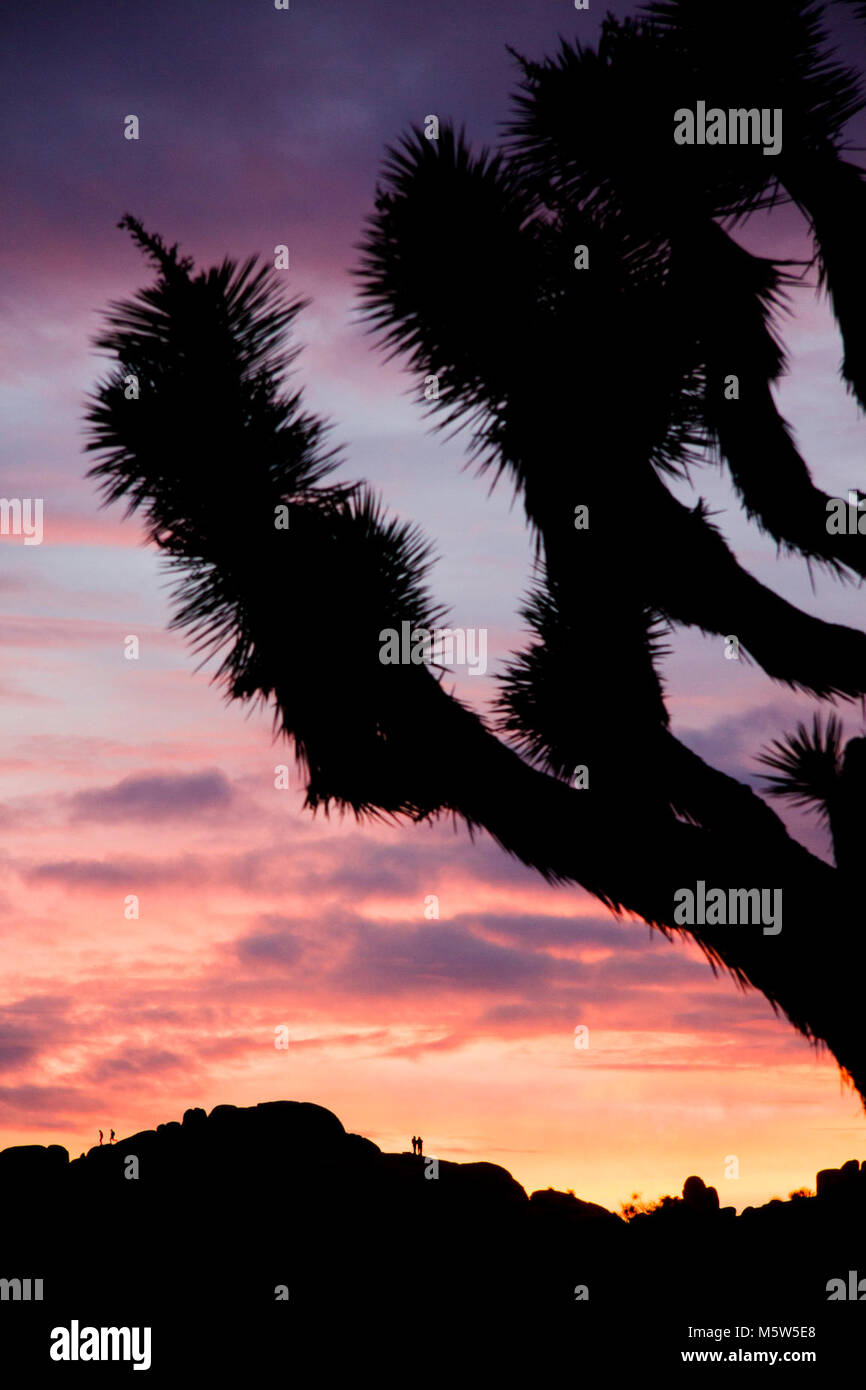 Sunset at Jumbo Rocks campground Stock Photo - Alamy