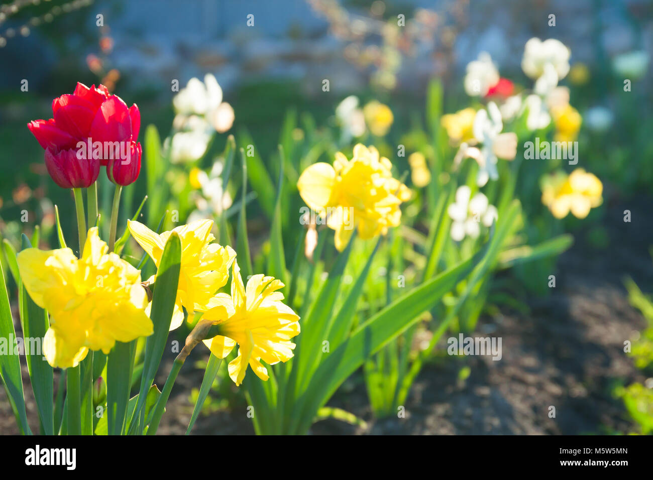 spring flowers daffodils and tulips flowering in garden on a flower bed ...
