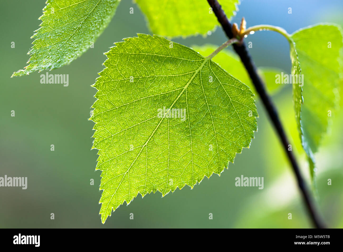 Wet birch branch hi-res stock photography and images - Alamy