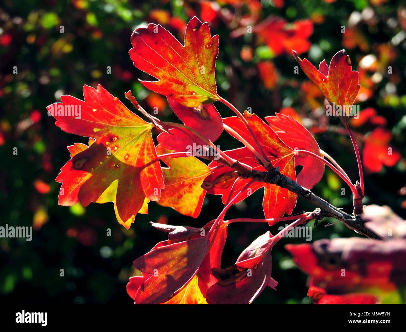 Three-Leaf Sumac in Fall Color Stock Photo - Alamy