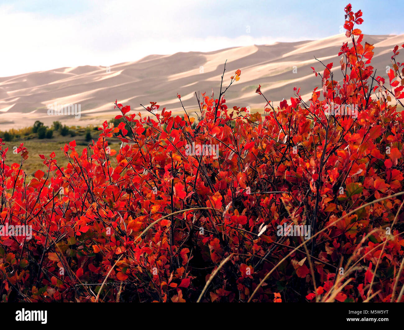 Three-Leaf Sumac in Fall Color Stock Photo - Alamy