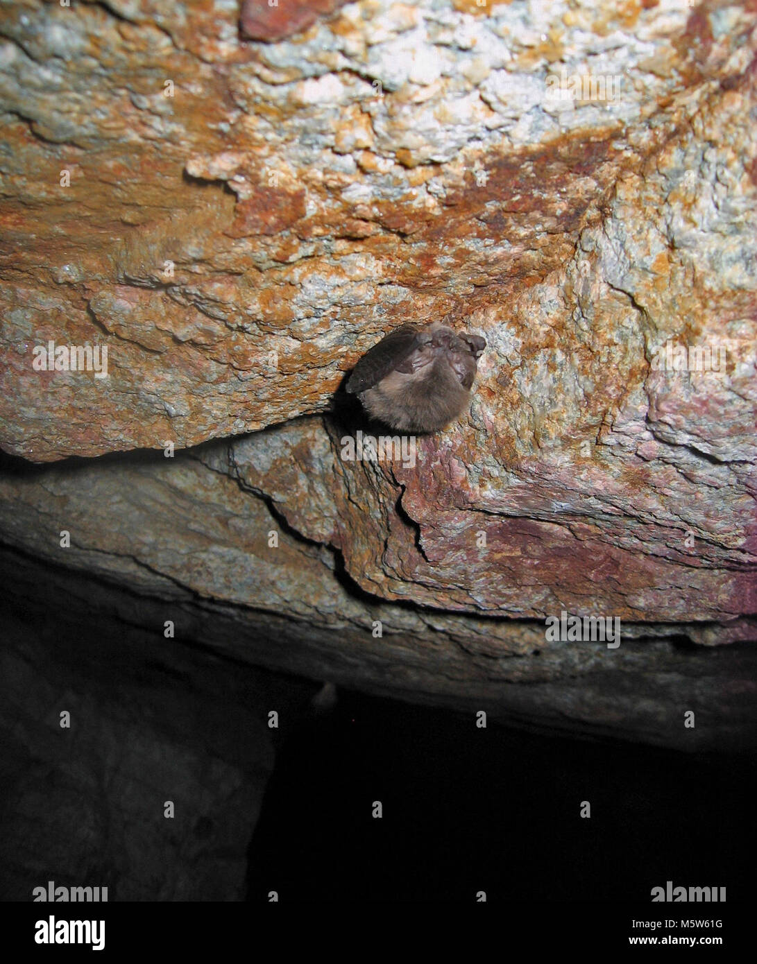 Townsends big-eared bat (Corynorhinus townsendii Stock Photo - Alamy