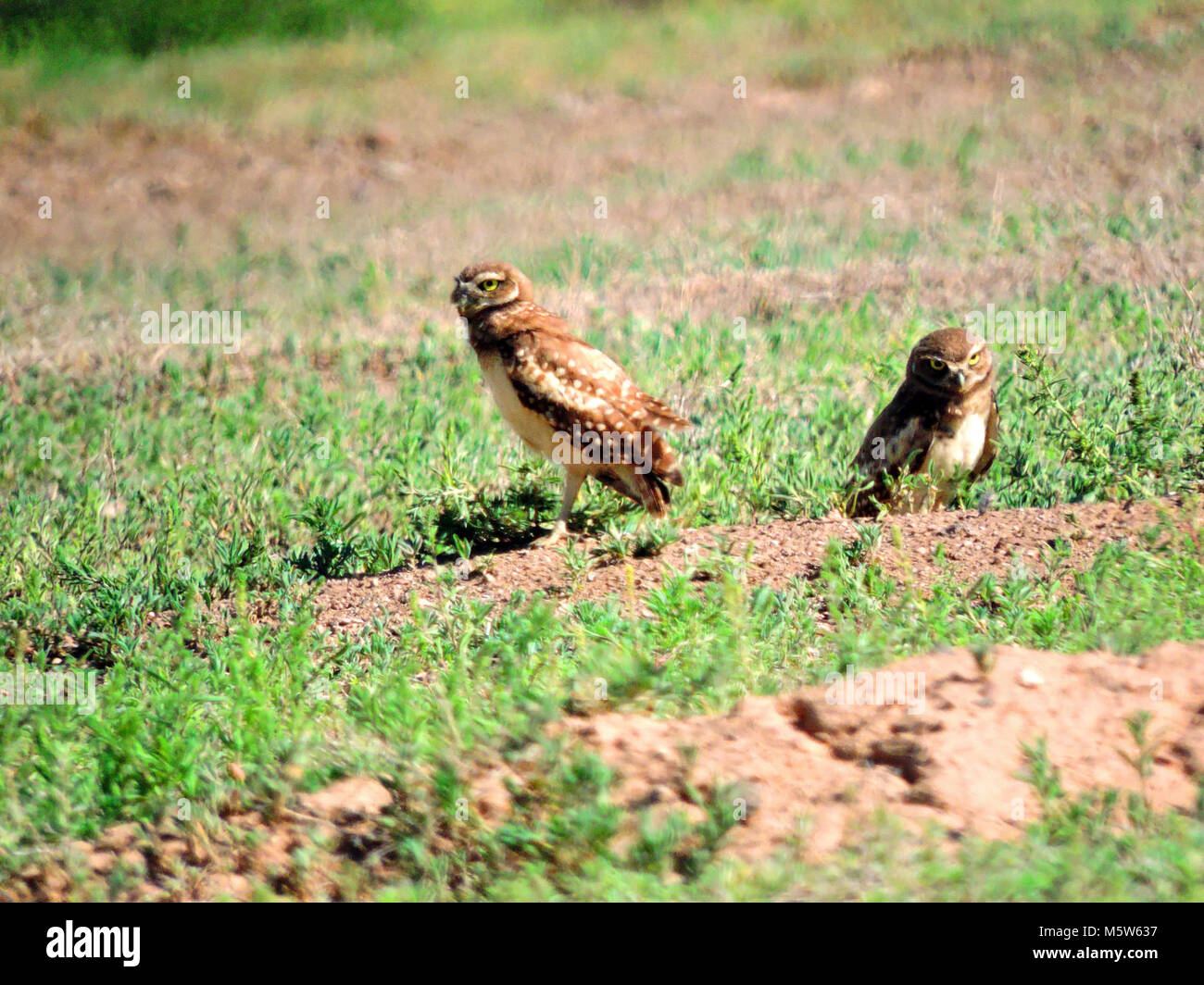 Two Burrowing Owls Emerging from Burrow Stock Photo - Alamy