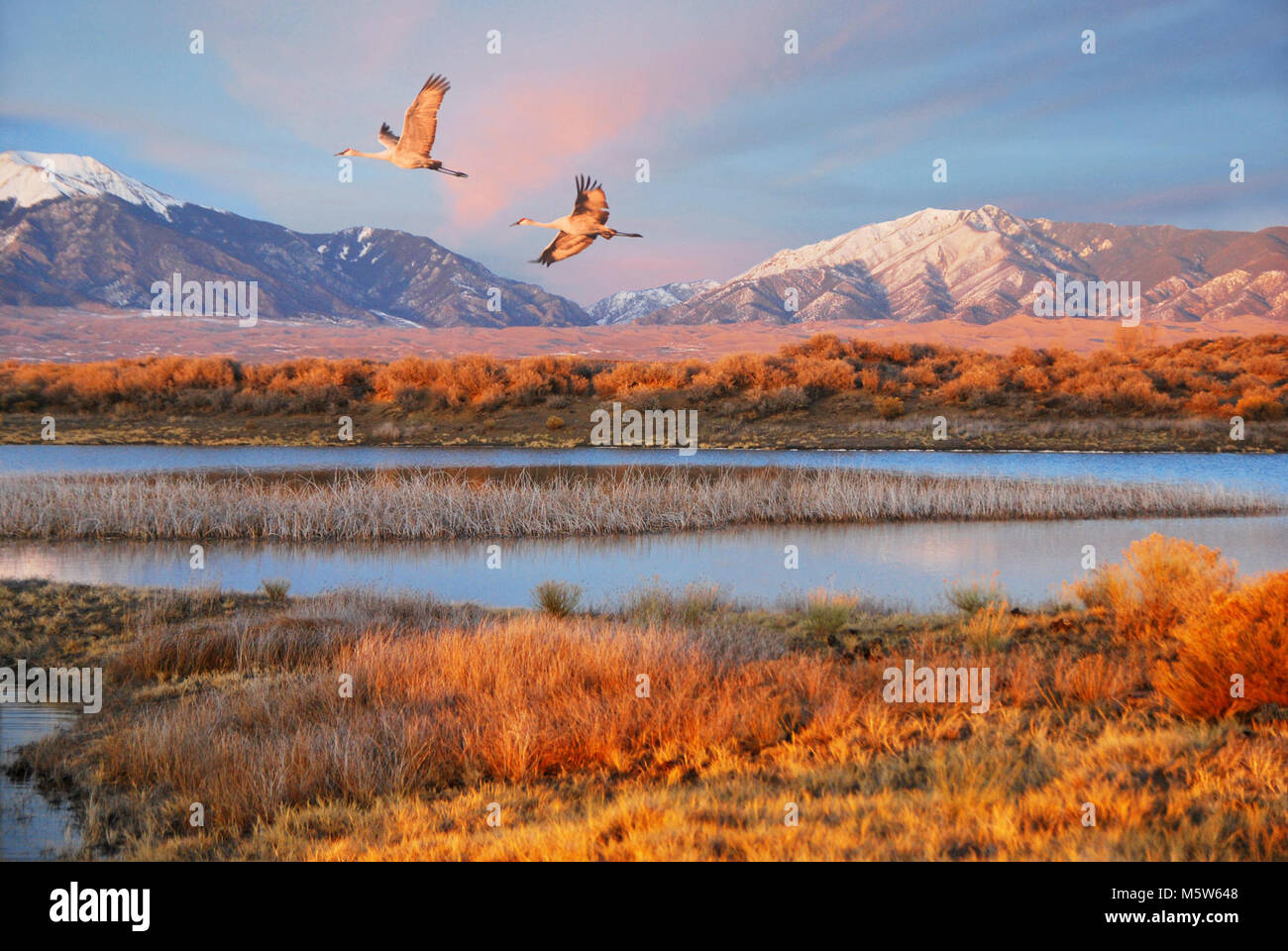 Two Sandhill Cranes Flying Over a Wetland West of the Stock Photo - Alamy