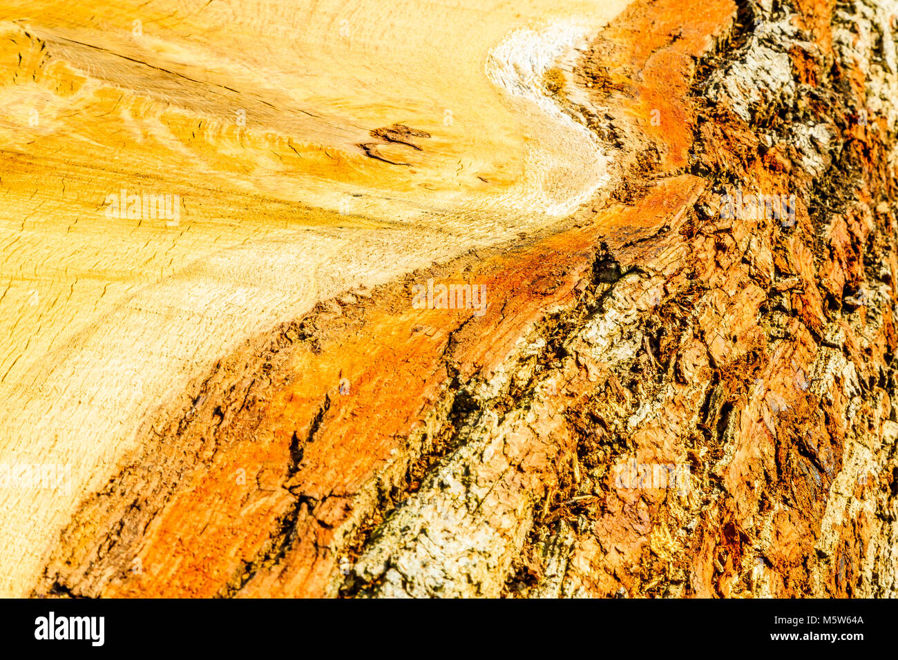 End cut tree tree showing hi-res stock photography and images - Alamy