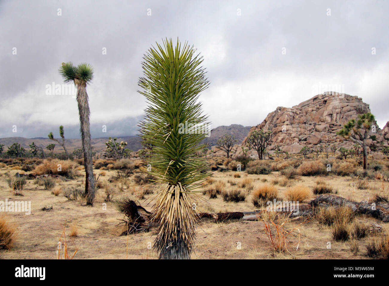 Unbranched Joshua tree (Yucca brevifolia Stock Photo - Alamy