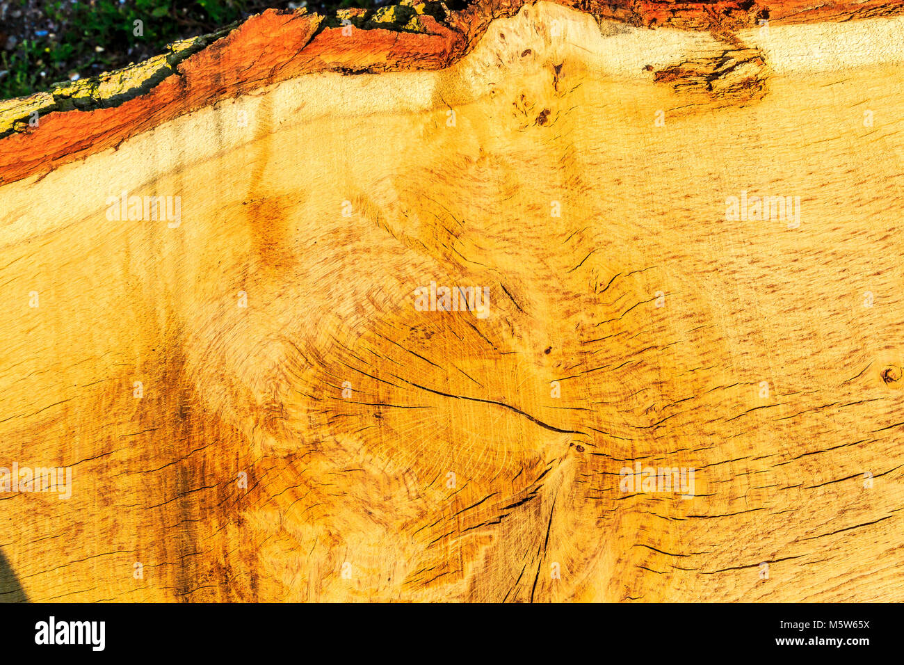 Tree end grain hi-res stock photography and images - Alamy