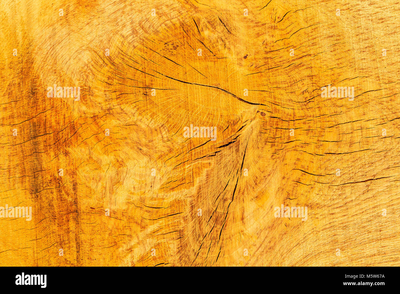 The grain and pattern clearly showing at the sawn end of this felled ...