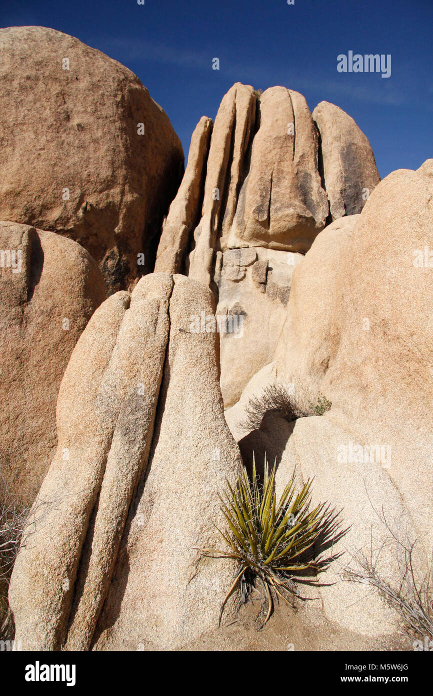 White Tank Campground . Located off Pinto Basin Road in the northern ...