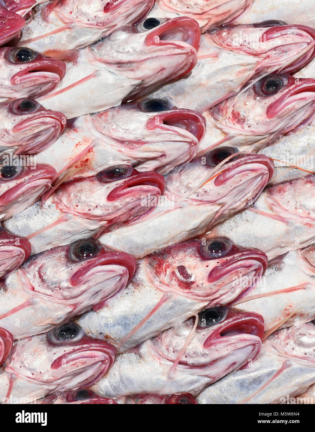 Fresh cod or ice cooled fish on a fish market stall. Close-up shot of ...