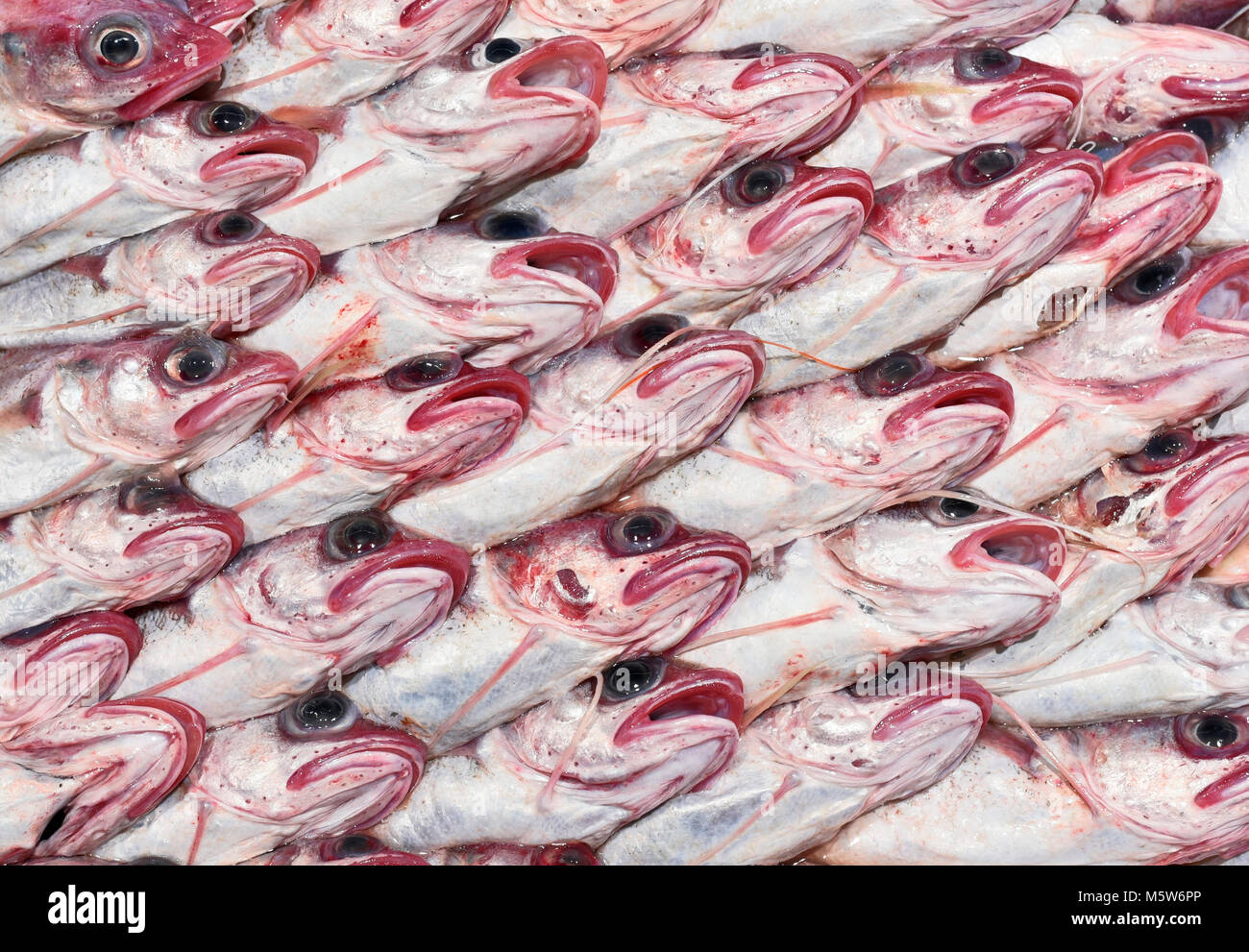 Fresh cod or ice cooled fish on a fish market stall. Close-up shot of ...