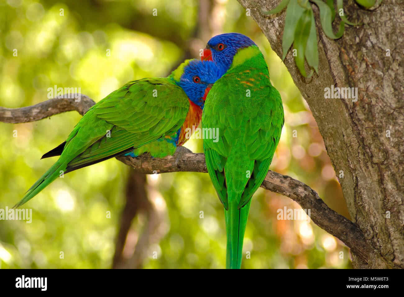 A pair of loving Rainbow Lorikeet, a species of small Australian ...
