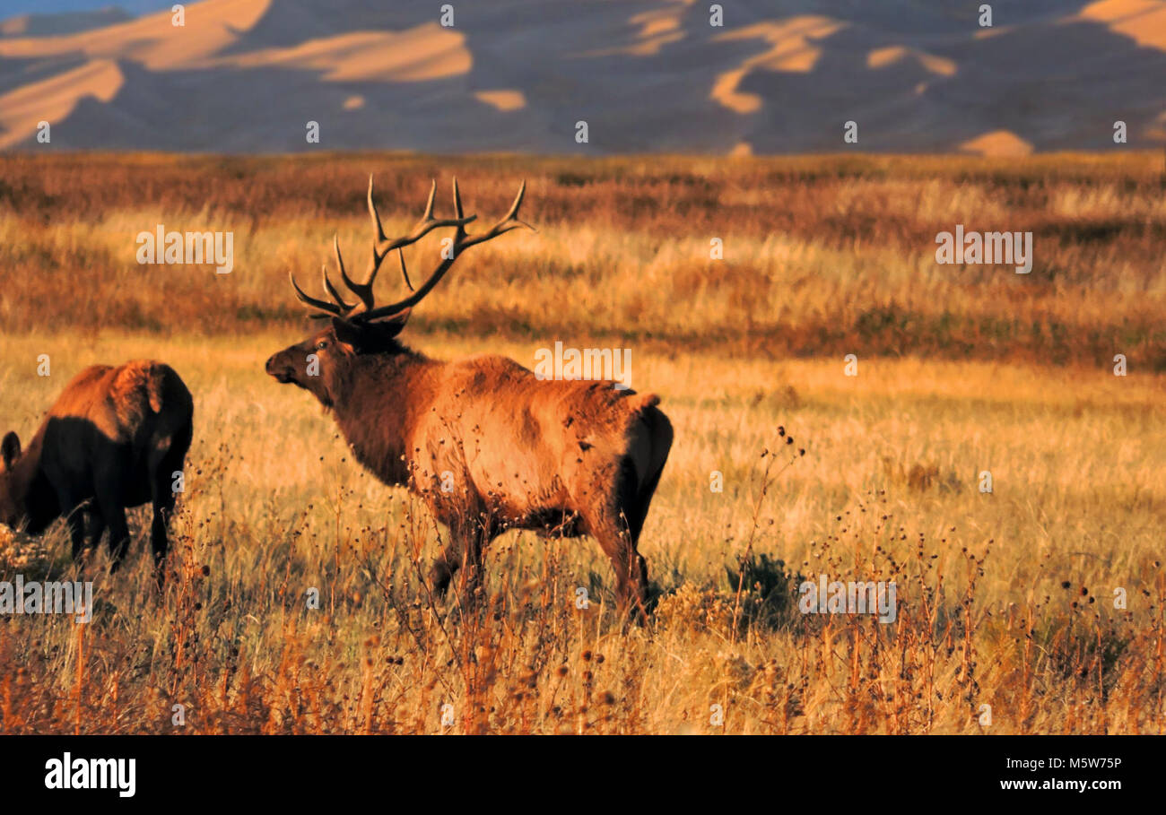 Young Elk Pair Stock Photo - Alamy