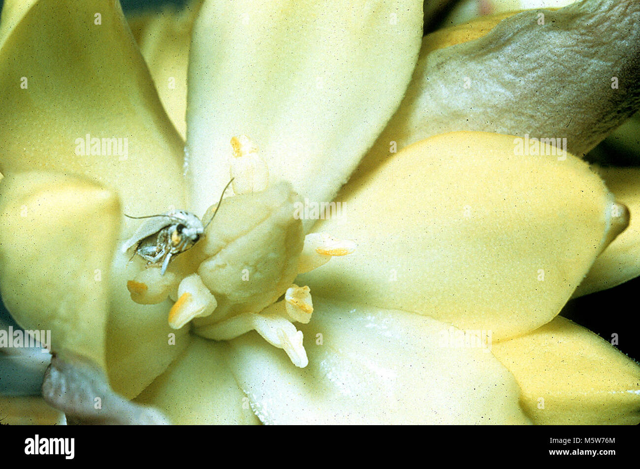 Yucca Moth Life Cycle