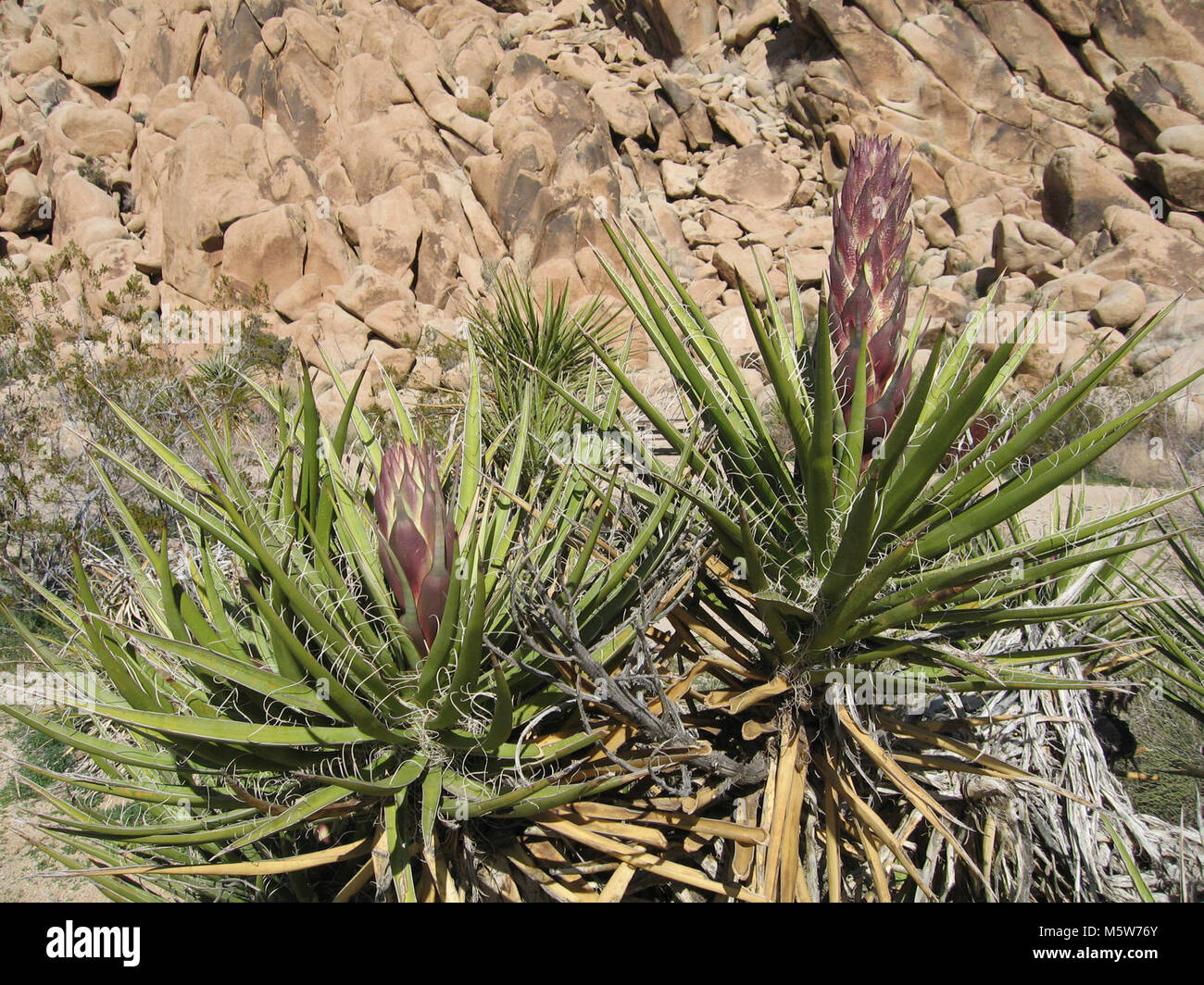 Yucca schidigera, Indian Cove Stock Photo - Alamy