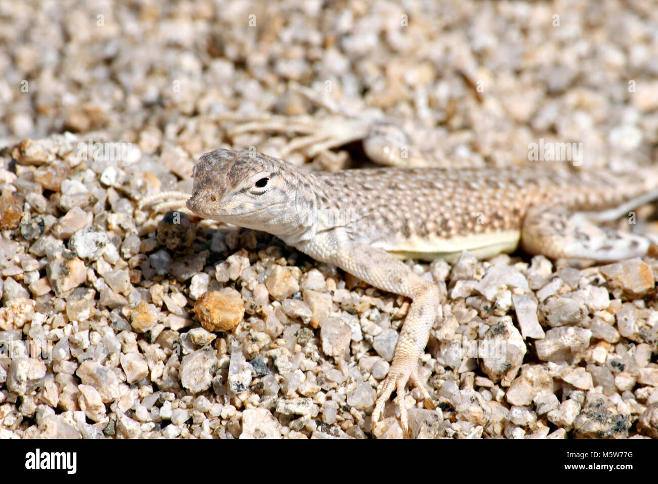 Zebra-tailed lizard (Callisaurus draconoides Stock Photo - Alamy