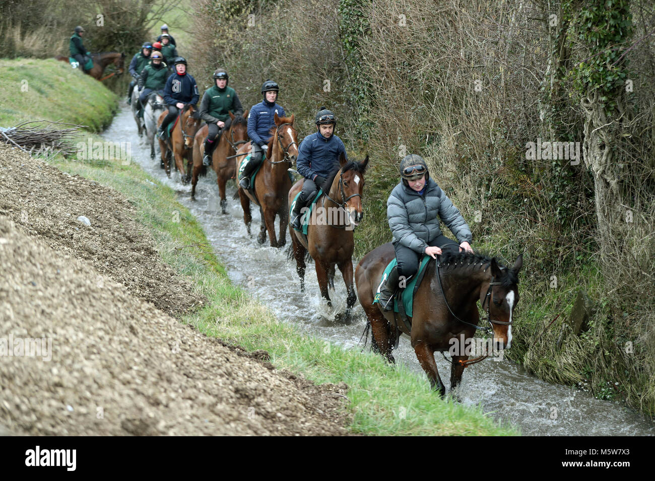 Horses cool down during the visit to Willie Mullins stables in ...
