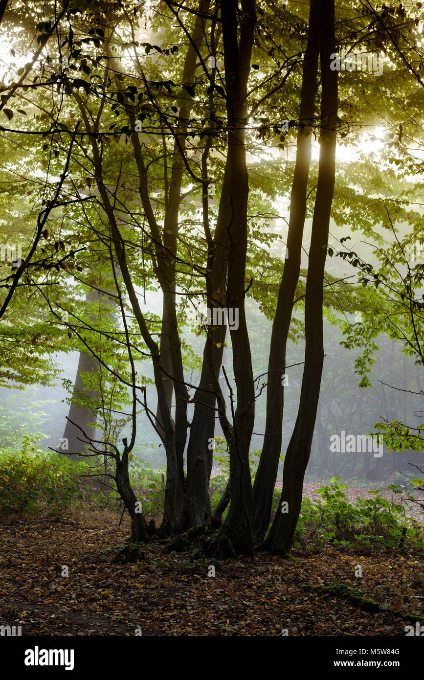 Britain sun burn hi-res stock photography and images - Alamy
