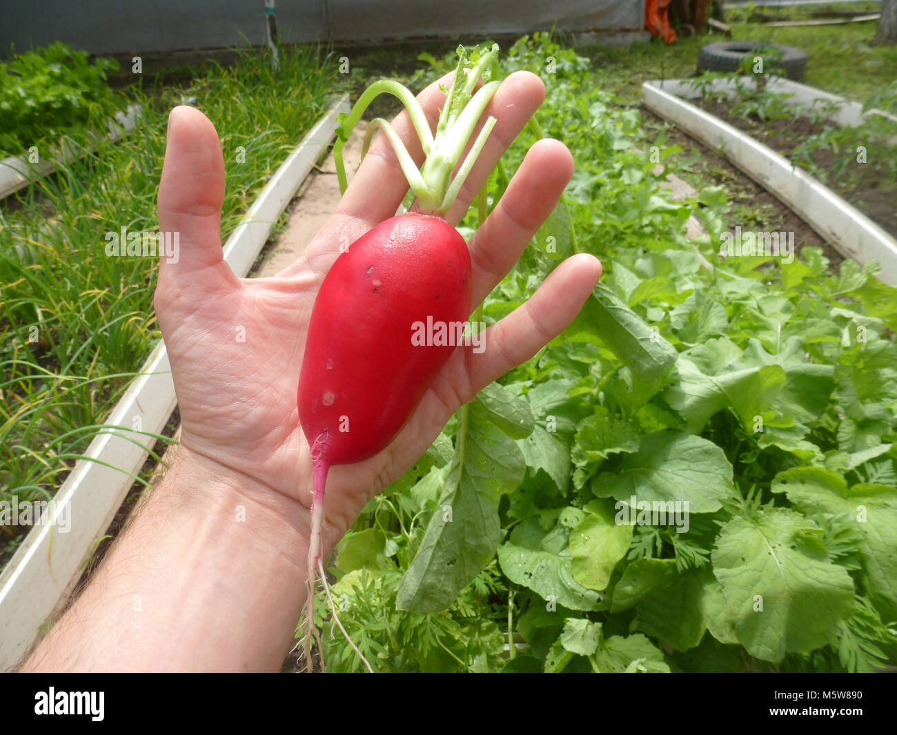 Big red radishes on hand close up Stock Photo - Alamy