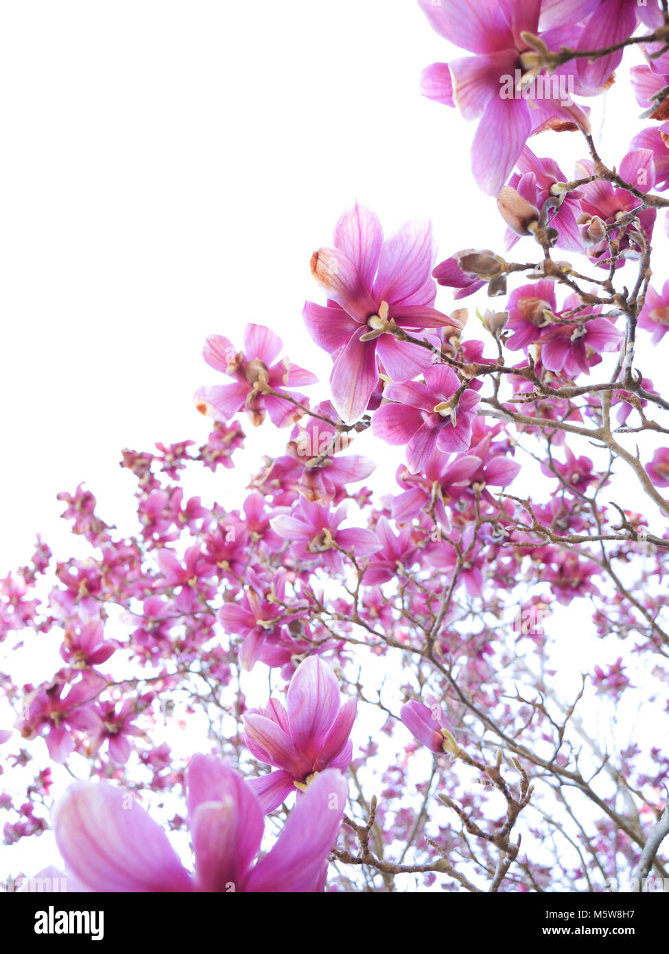 Magnoliaceae tree hi-res stock photography and images - Alamy