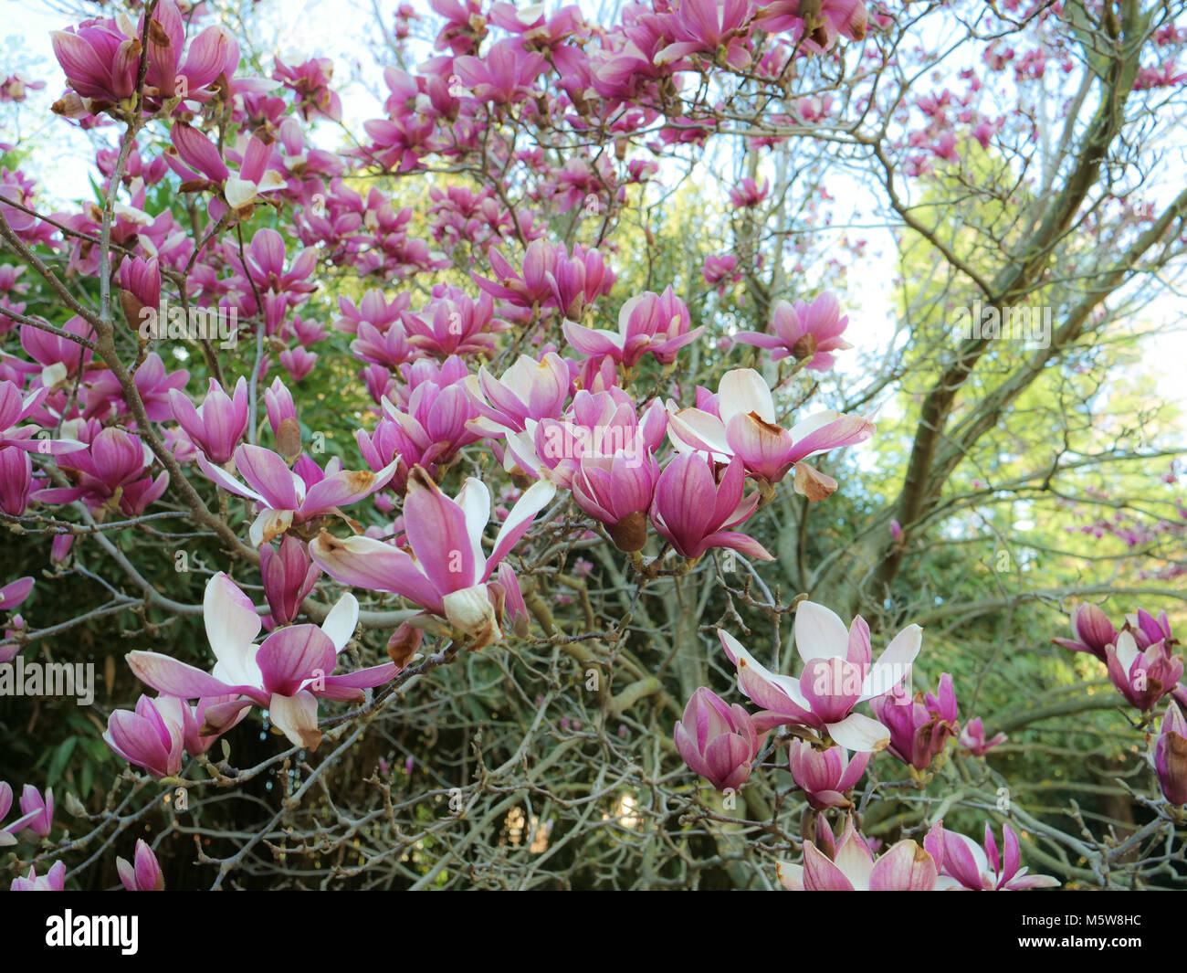 Magnoliaceae tree hi-res stock photography and images - Alamy