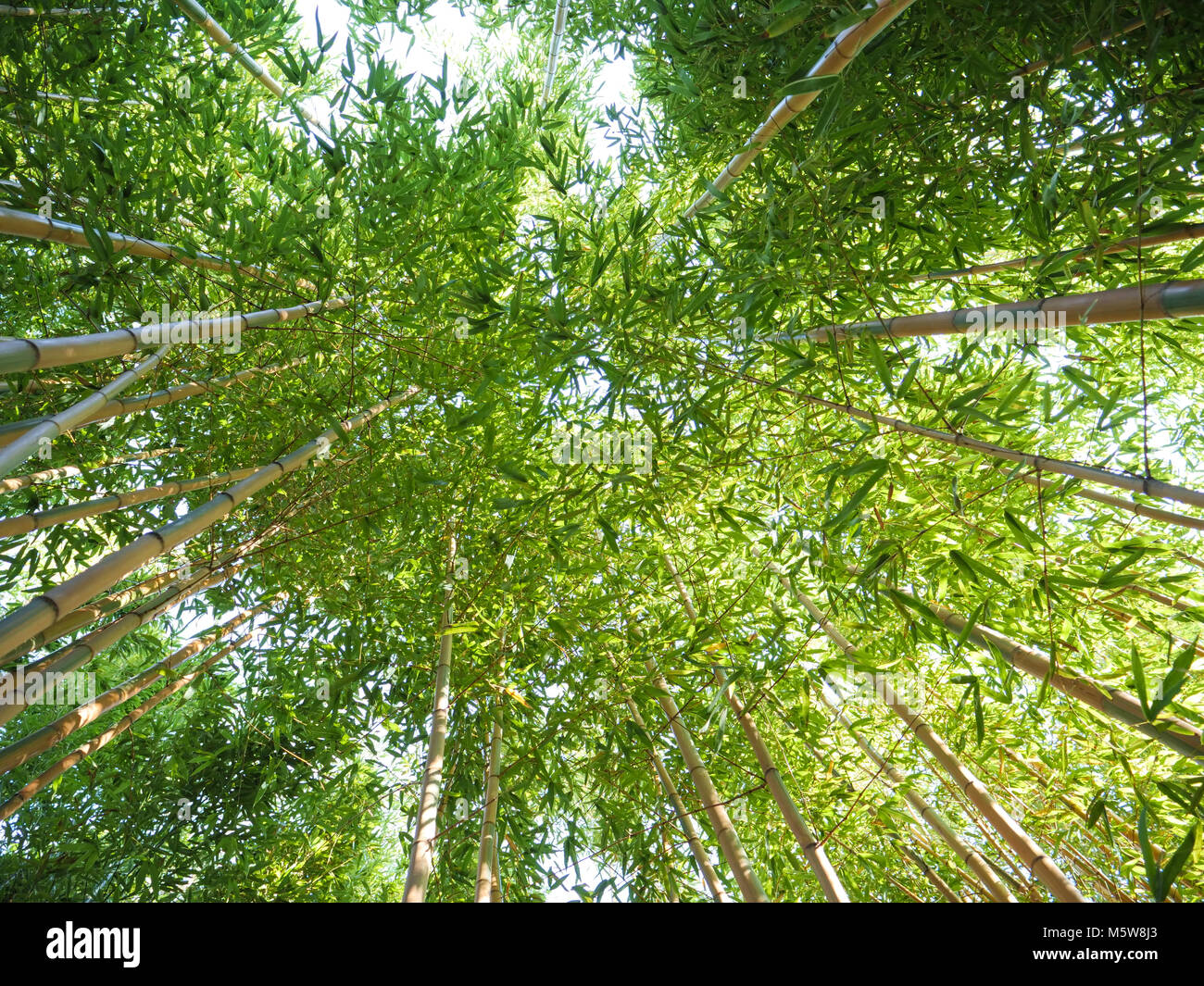 View from above of a tall Bamboo forest Stock Photo - Alamy