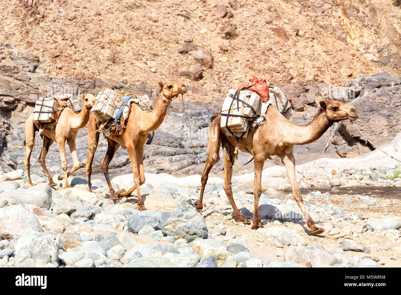 Camel dromedary loading hi-res stock photography and images - Alamy