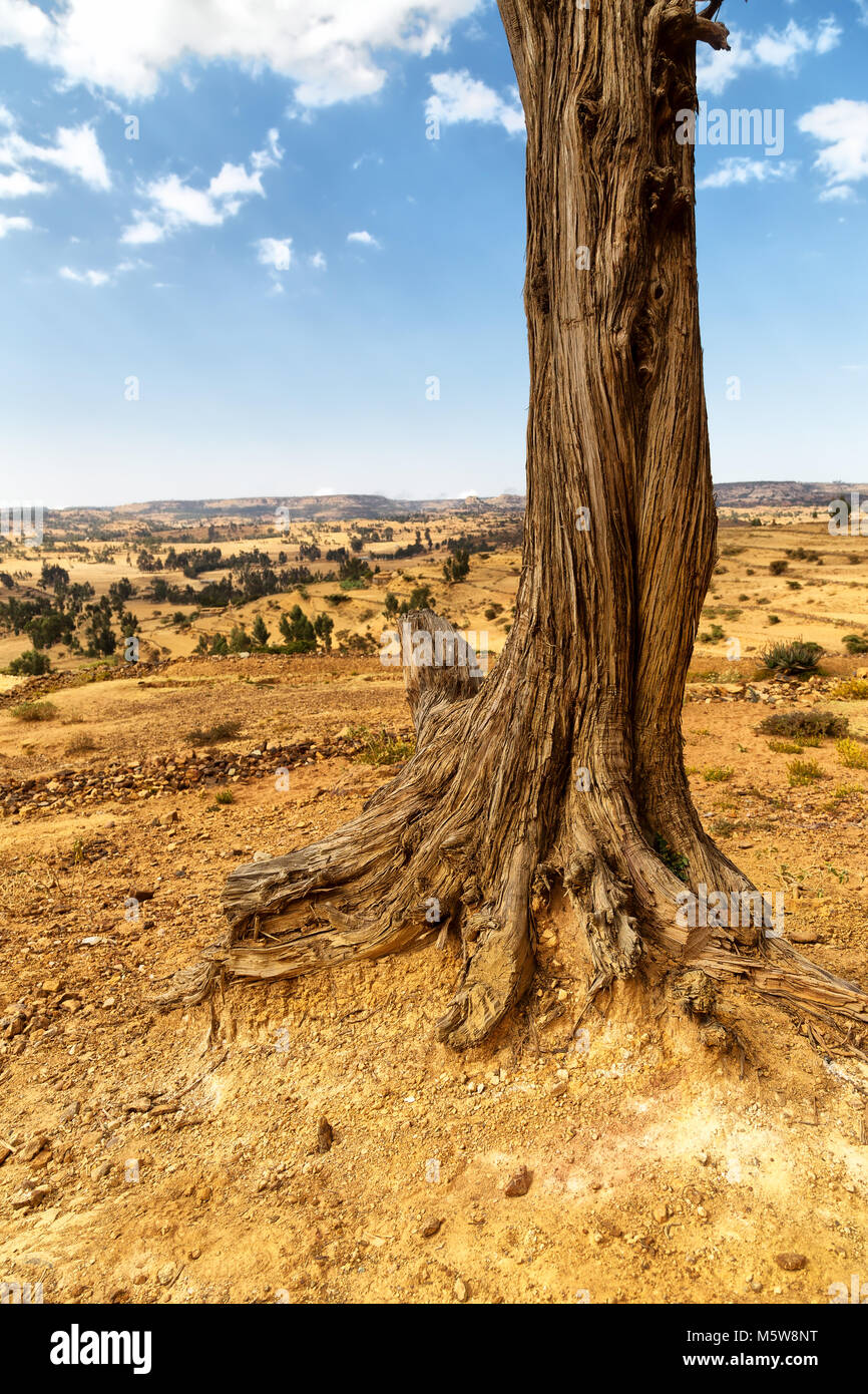 Tree roots in ethiopia hi-res stock photography and images - Alamy