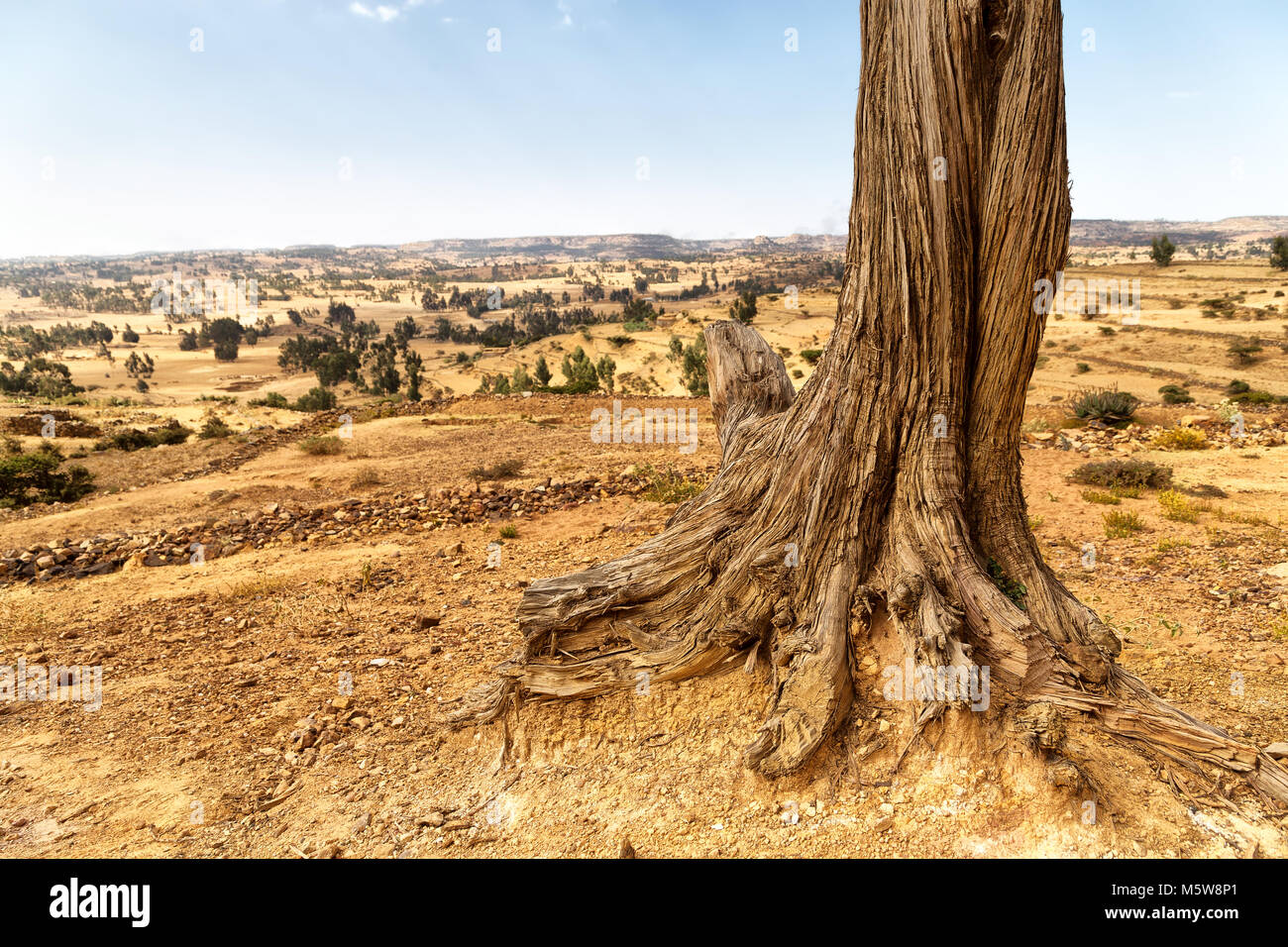 Tree roots in ethiopia hi-res stock photography and images - Alamy