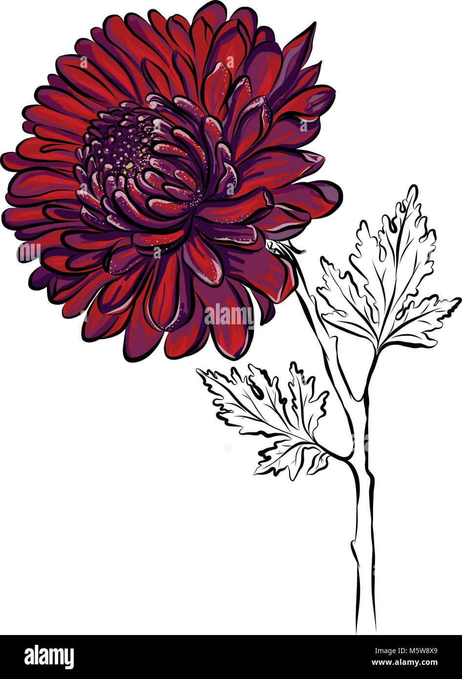 Pink red dahlia flower Stock Vector Images - Alamy