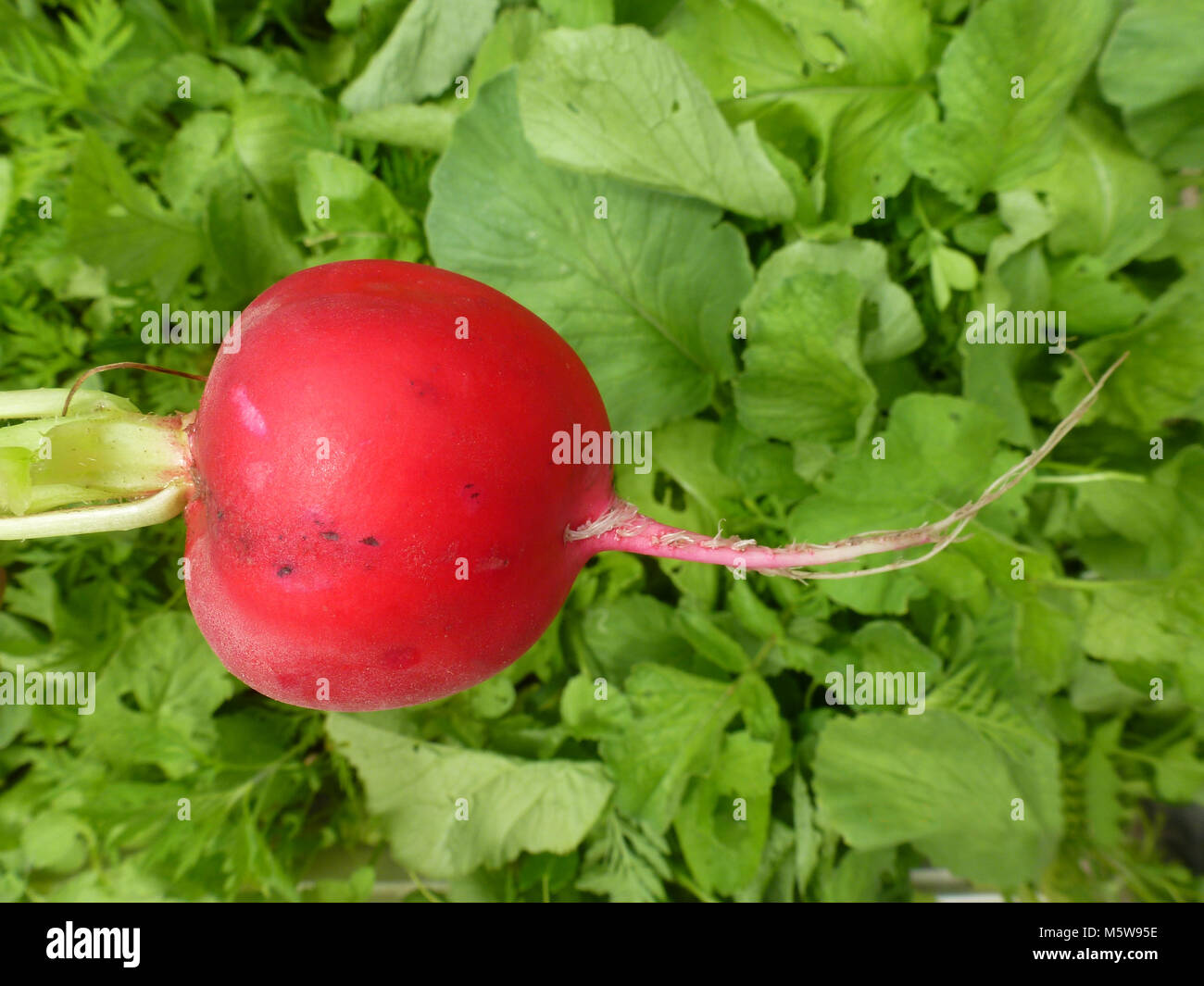 Big red radishes on hand close up Stock Photo - Alamy