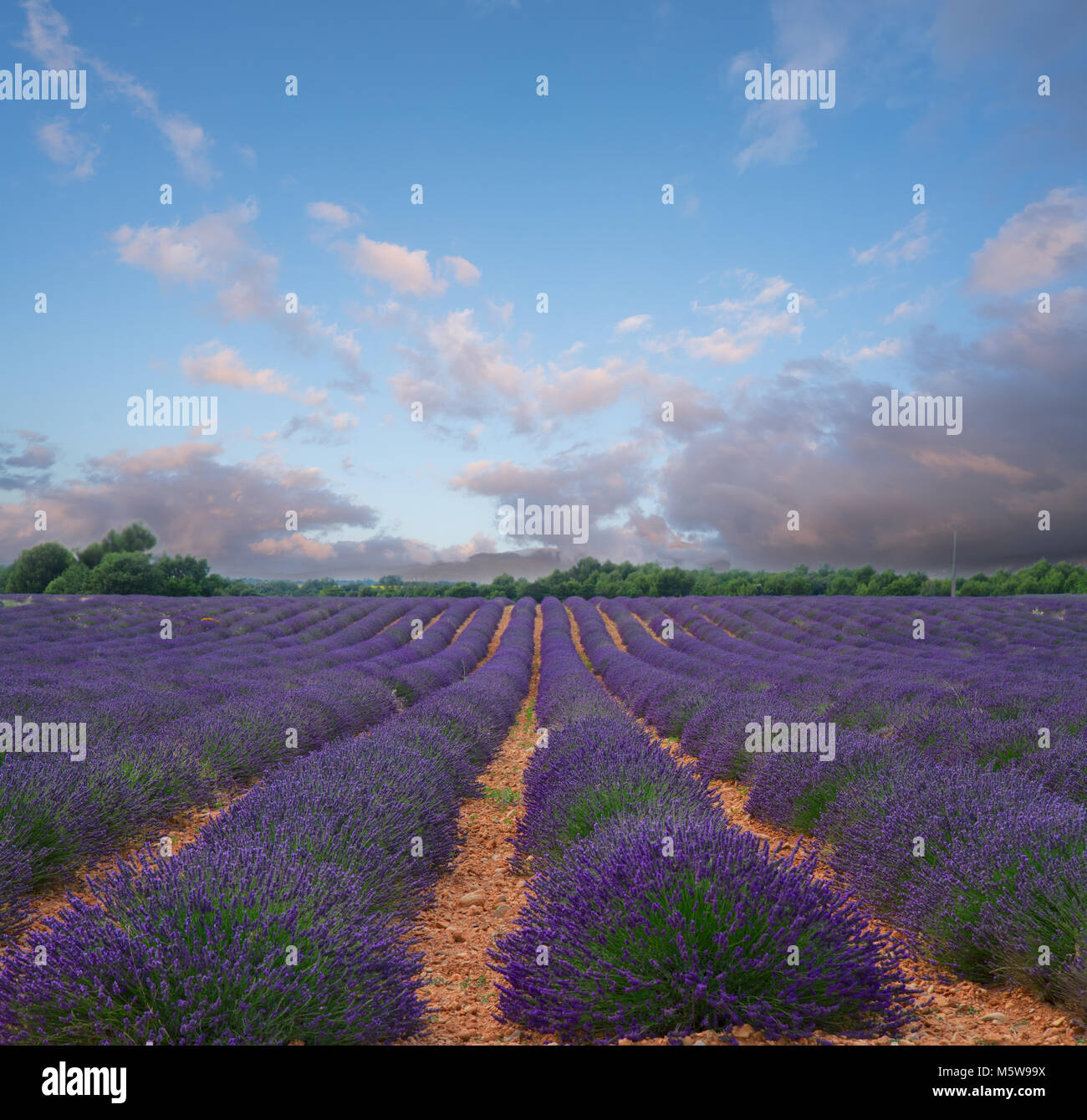 Lavender field with rainbow hi-res stock photography and images - Alamy