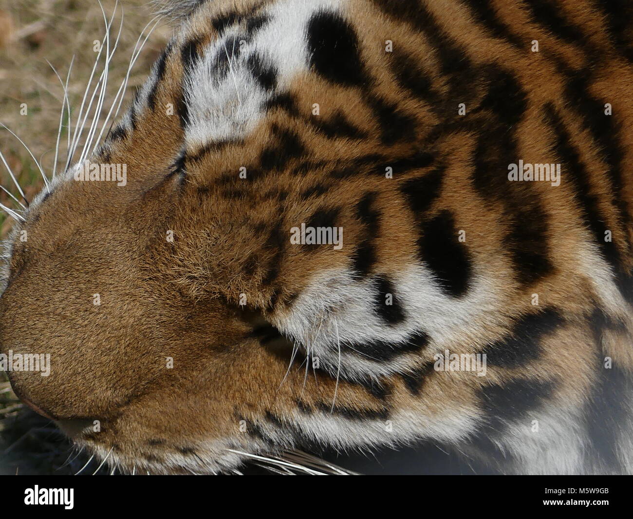 A female Tiger chewing on dinner lunchtime Stock Photo - Alamy