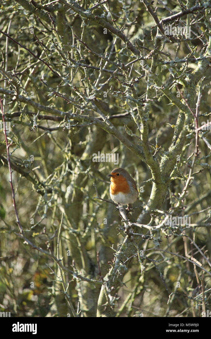 Erithacus Rubecula Nest And Eggs High Resolution Stock Photography and ...