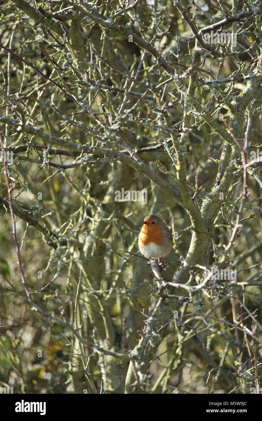 Erithacus rubecula - British Robin in woodland Hedgerow Stock Photo - Alamy