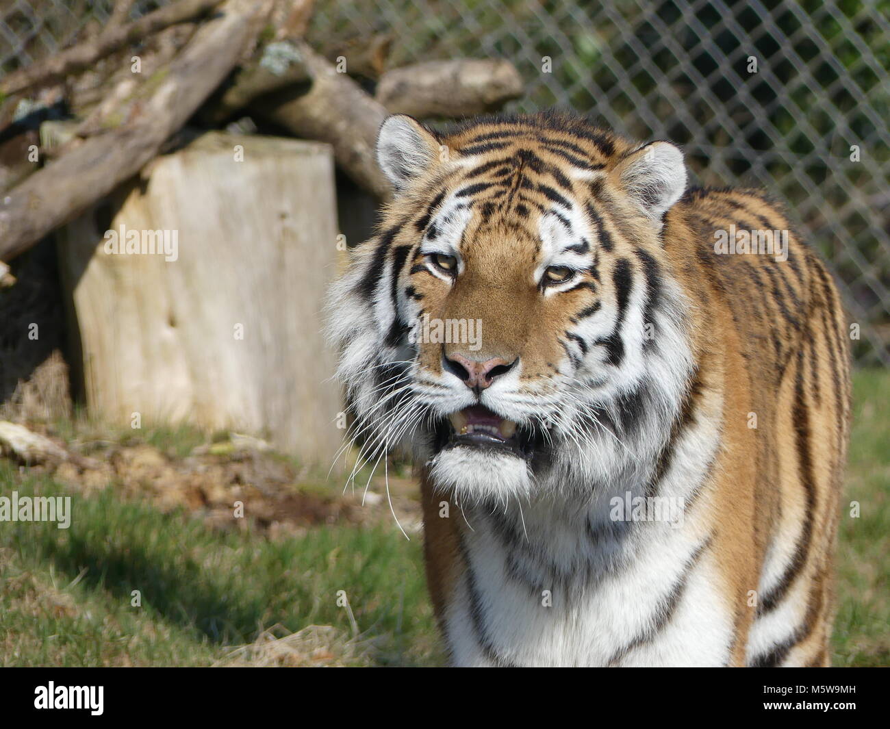 Female Maneater High Resolution Stock Photography and Images - Alamy
