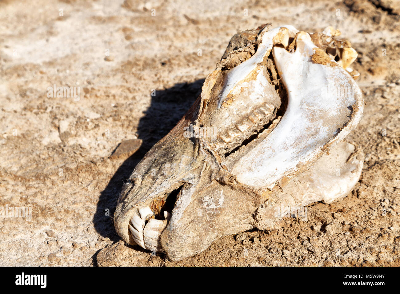 in ethiopia africa dead head horse and animal cranium in the desert of ...