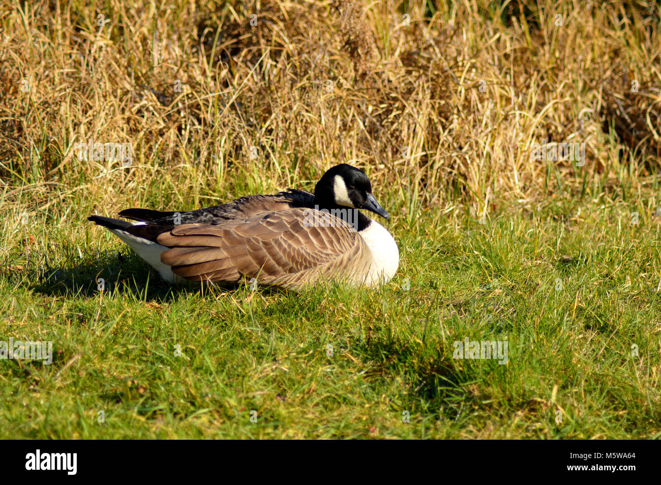 Canada goose resting on the grass Stock Photo - Alamy