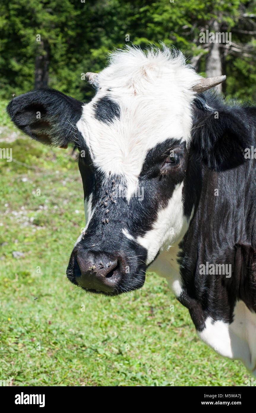 beautiful cow in alpine landscape Stock Photo - Alamy