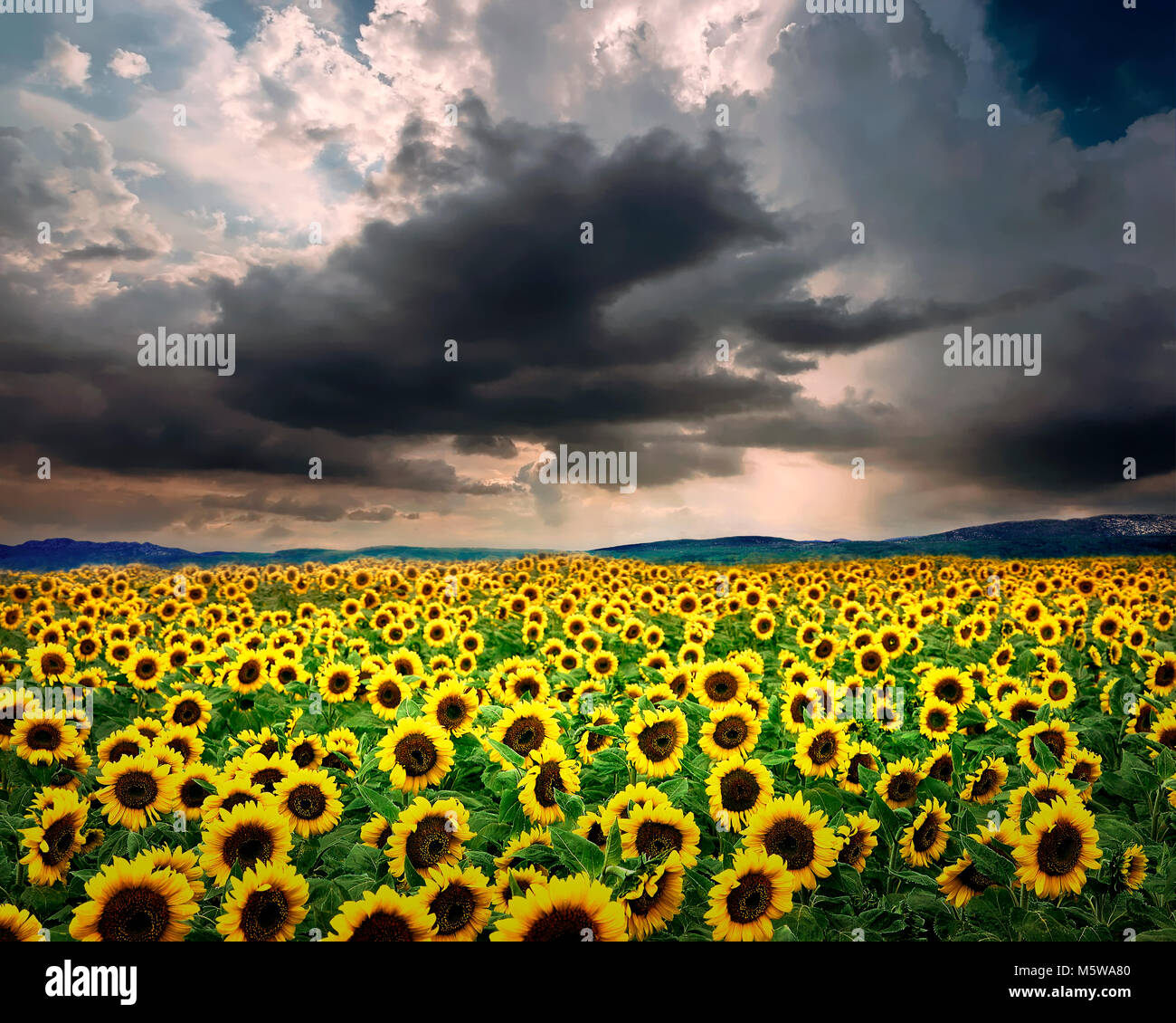 French Sunflowers High Resolution Stock Photography and Images - Alamy