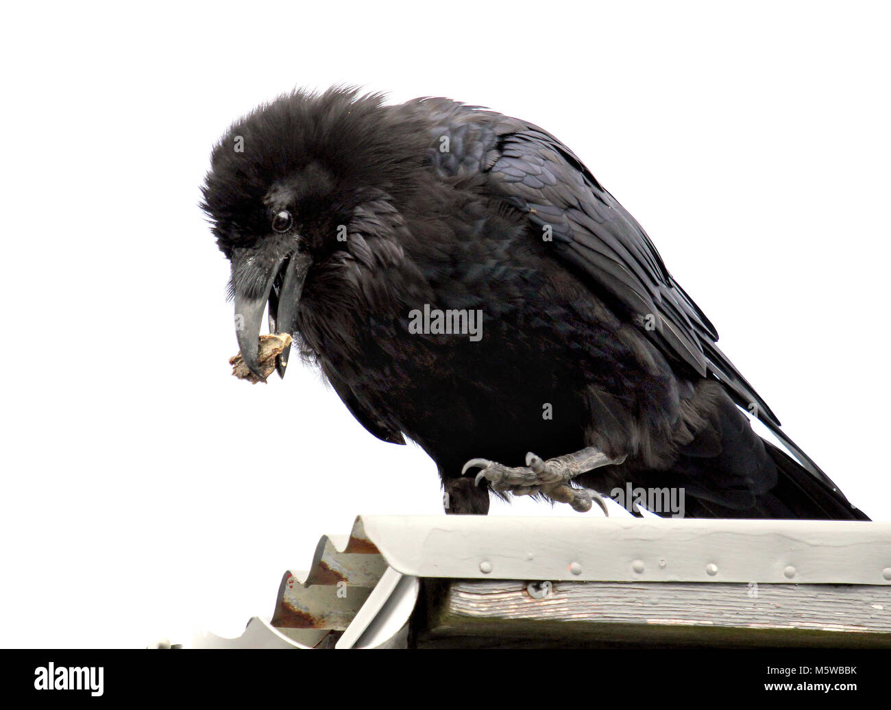 Common raven Corvus corax Stock Photo - Alamy